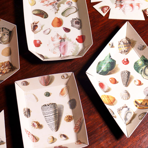 Portable Paper Trays - Set Of Four - Regenfuss Sea Shells – Pentreath ...