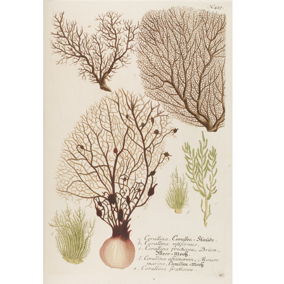 Corallian No. 427 – Pentreath & Hall